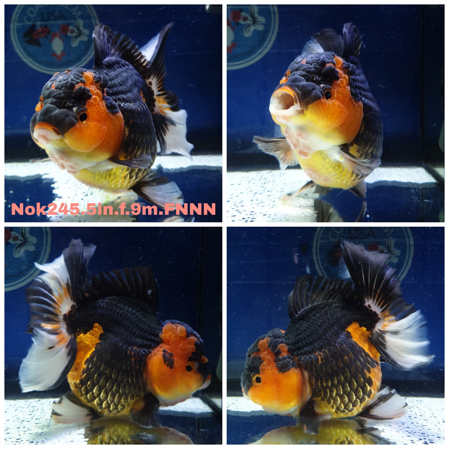 Orandas For Sale Online - Coast Gem USA