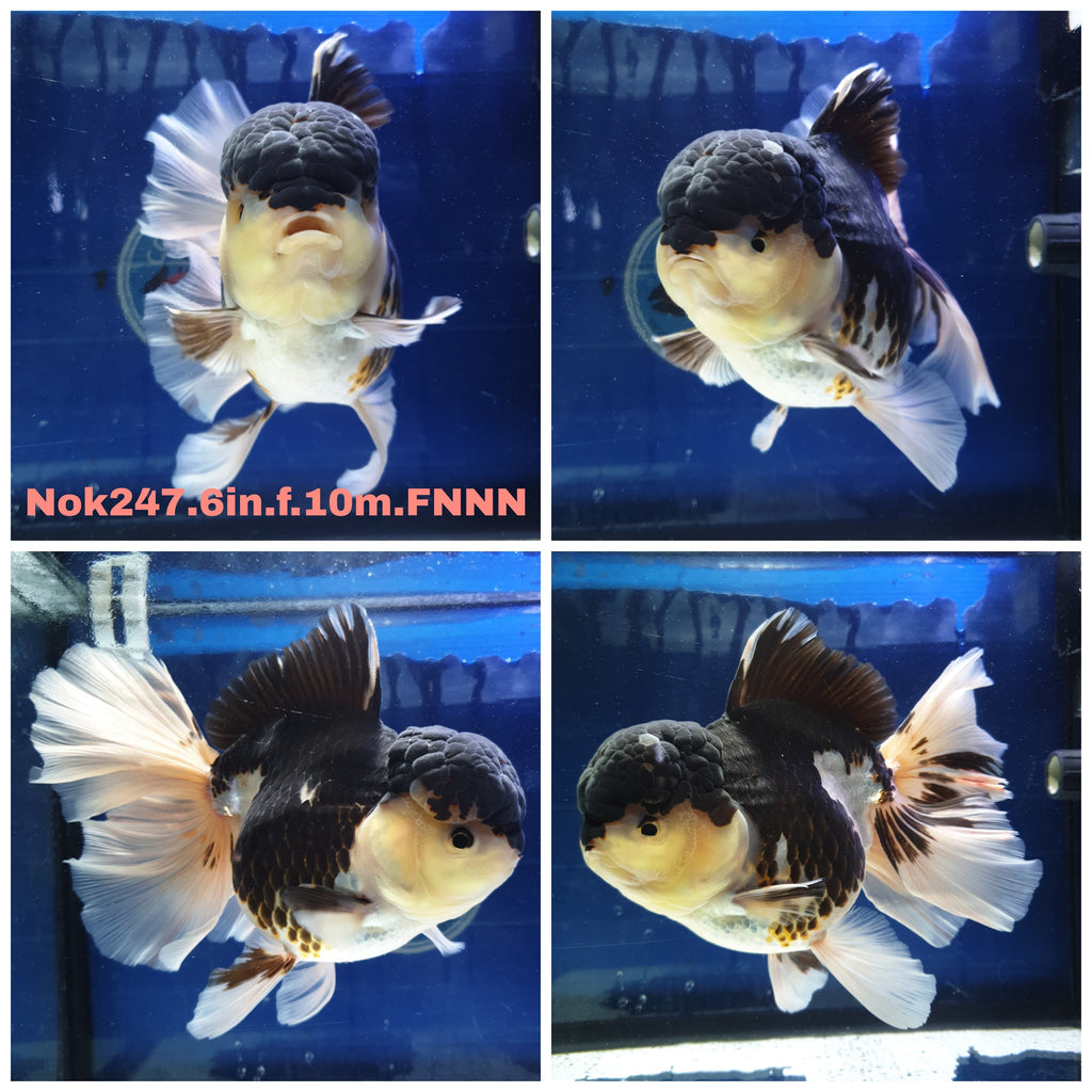 Orandas For Sale Online - Coast Gem USA