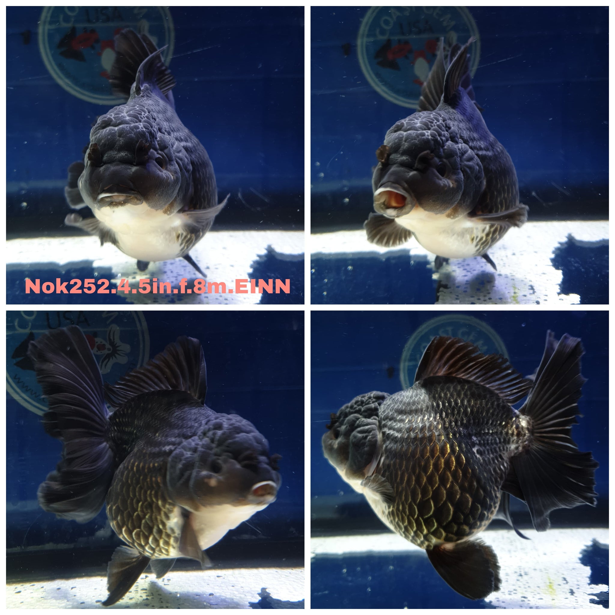 Orandas For Sale Online - Coast Gem USA