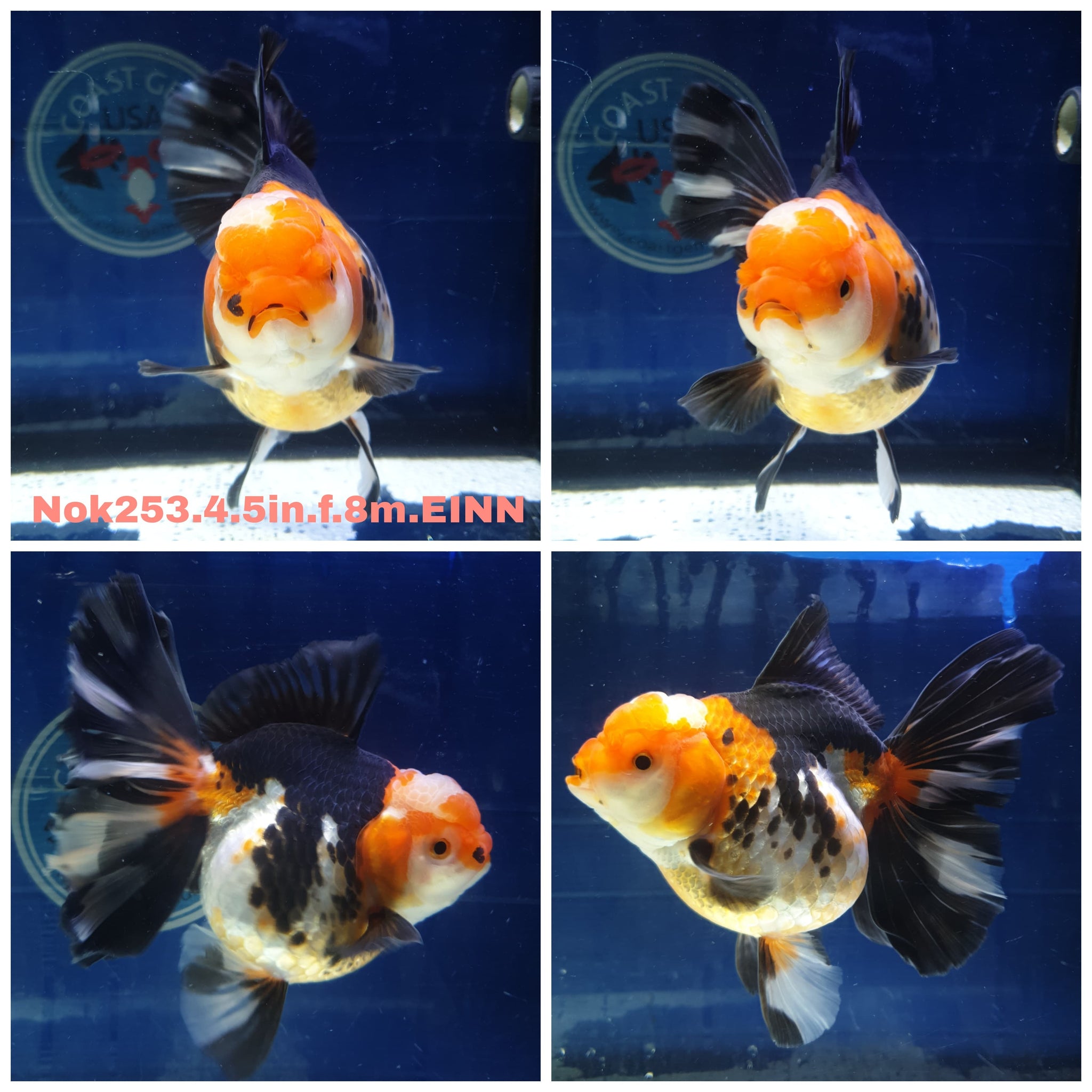 Orandas For Sale Online - Coast Gem USA