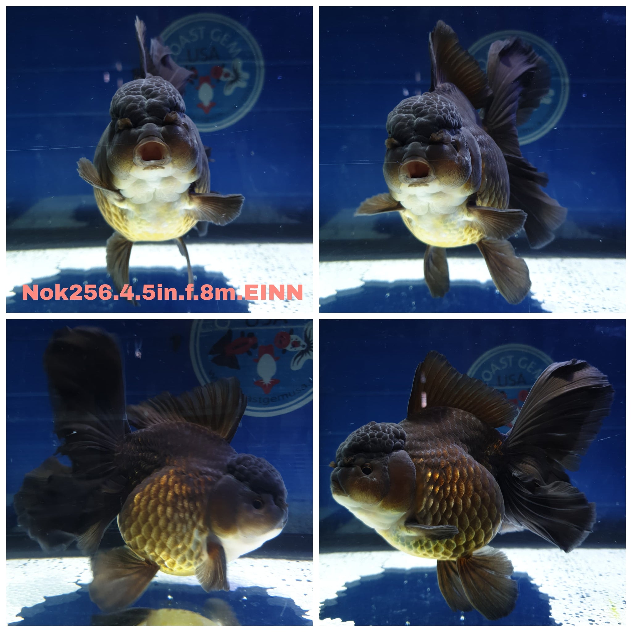 Orandas For Sale Online - Coast Gem USA