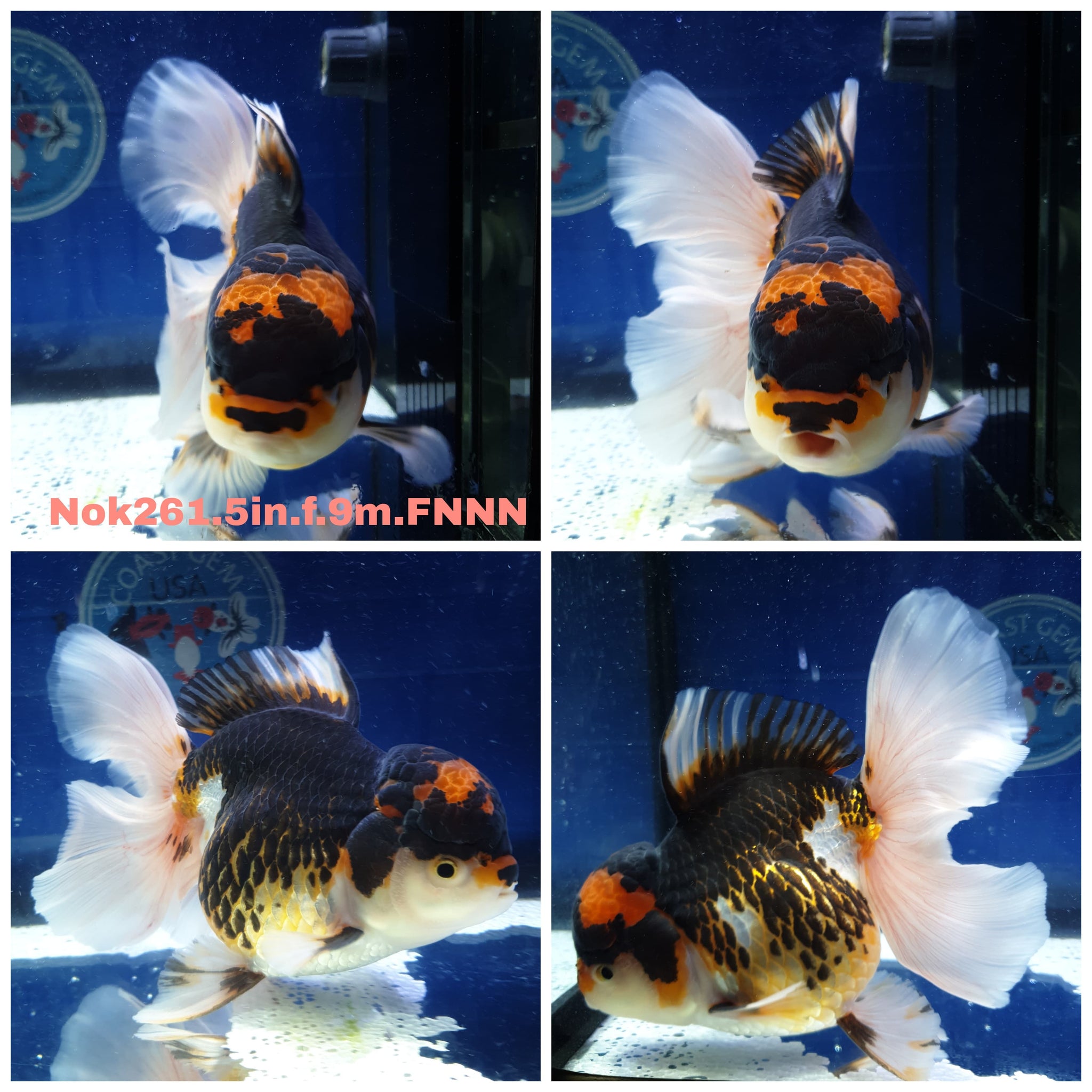 Orandas For Sale Online - Coast Gem USA