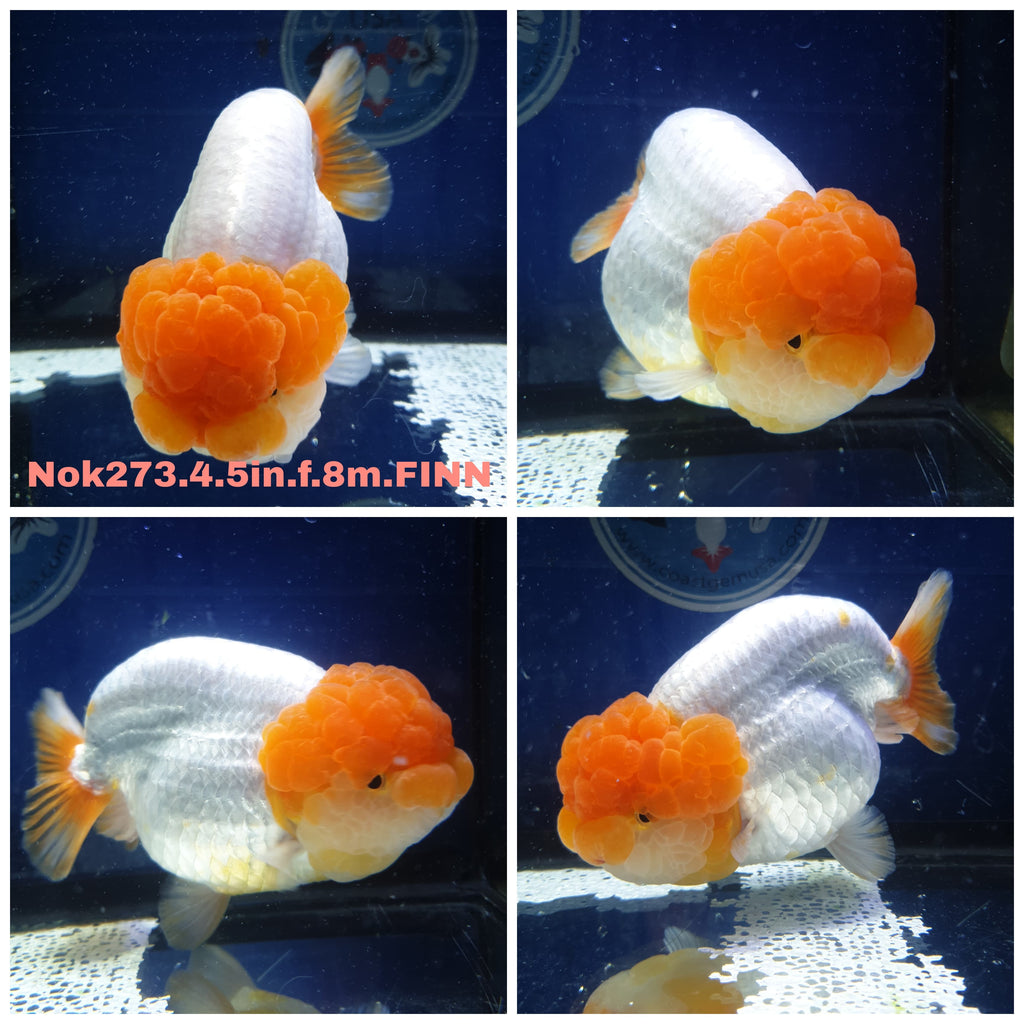 Thai High Quality Ranchu and Lionchu Goldfish for Sale — Coast Gem USA