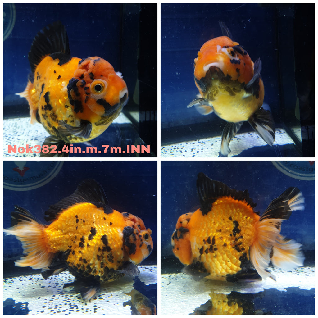 Orandas For Sale Online - Coast Gem USA