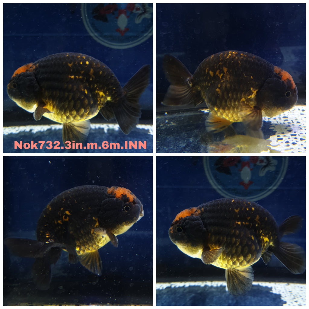 Thai High Quality Ranchu and Lionchu Goldfish for Sale — Coast Gem USA