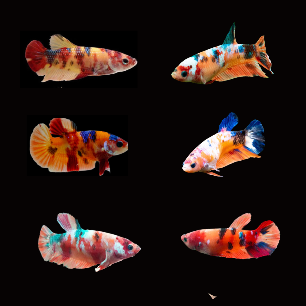 Live Female Betta Fish NEMO Koi Galaxy Plakat For Sale Online — Coast ...