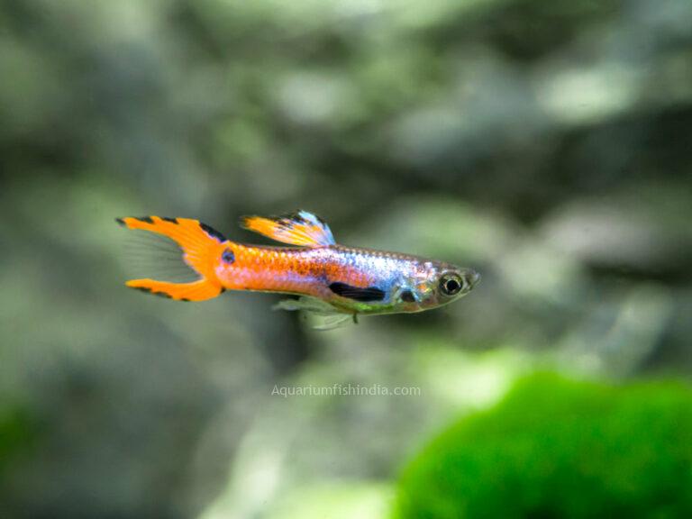 Thai Red Endler Guppy MALE (5 Fish Pack)(CGP-000) — Coast Gem USA