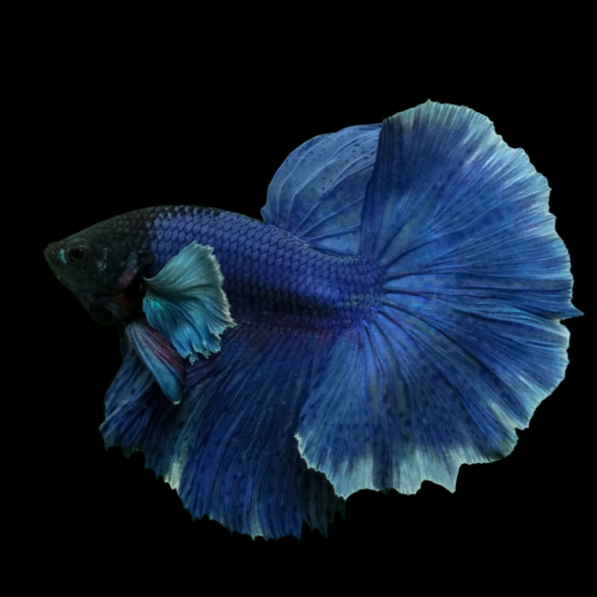 Dumbo Betta Fish | Siamese fighting fish | Halfmoon Male Betta — Coast ...