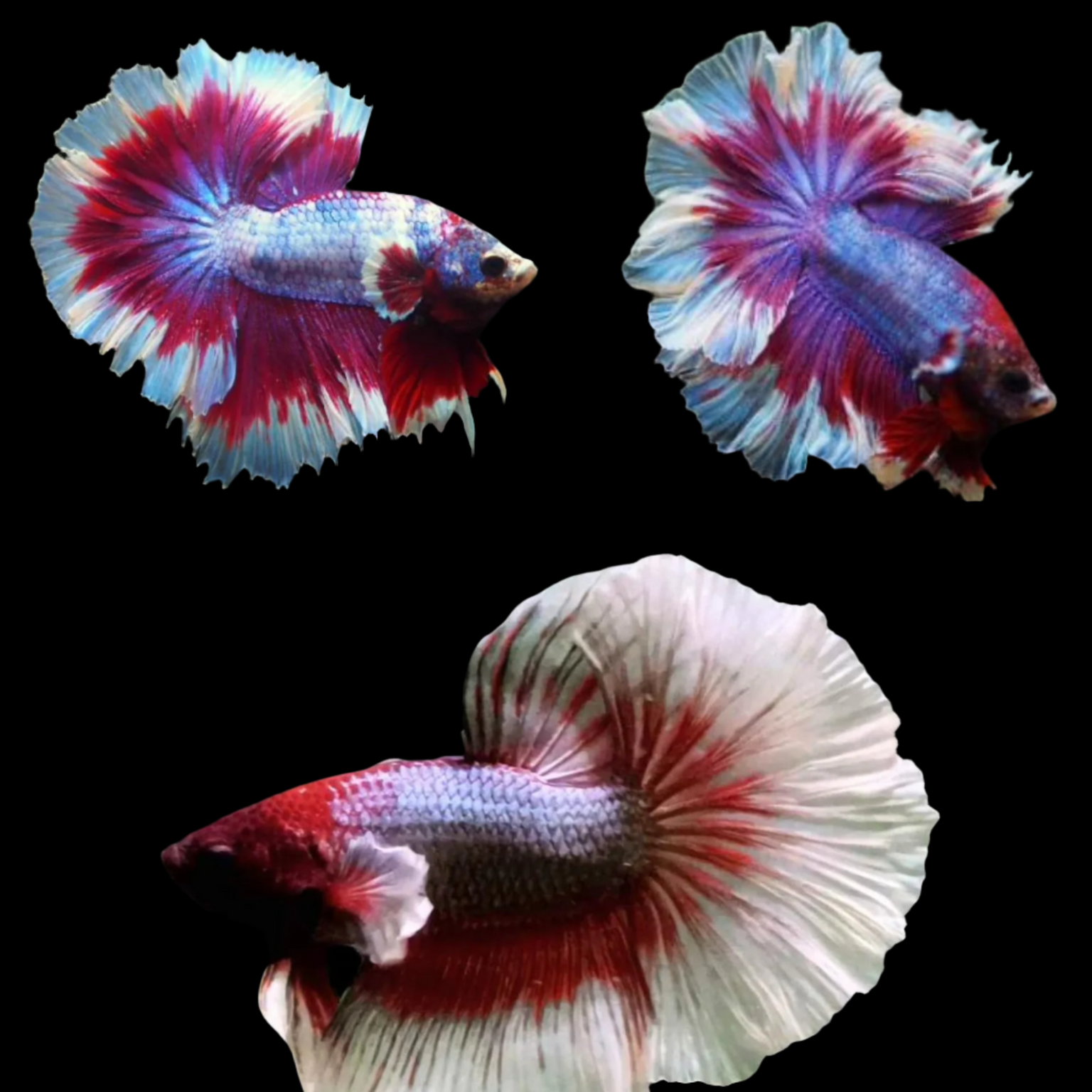 Male Betta Fish | Betta For Sale - Coast Gem USA
