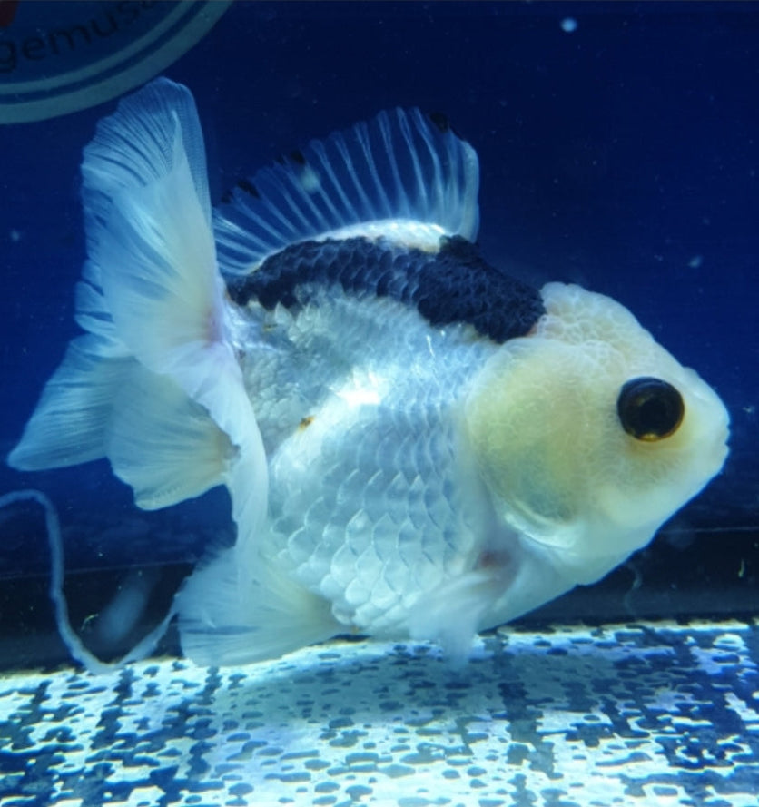 Premium Selected Thai Panda Oranda Tri Color Oranda | coastgemusa.com ...