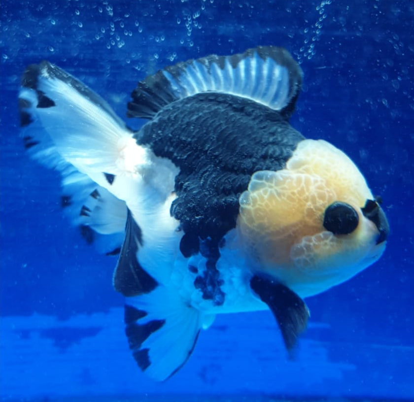 Premium Selected Thai Panda Oranda Tri Color Oranda | coastgemusa.com ...