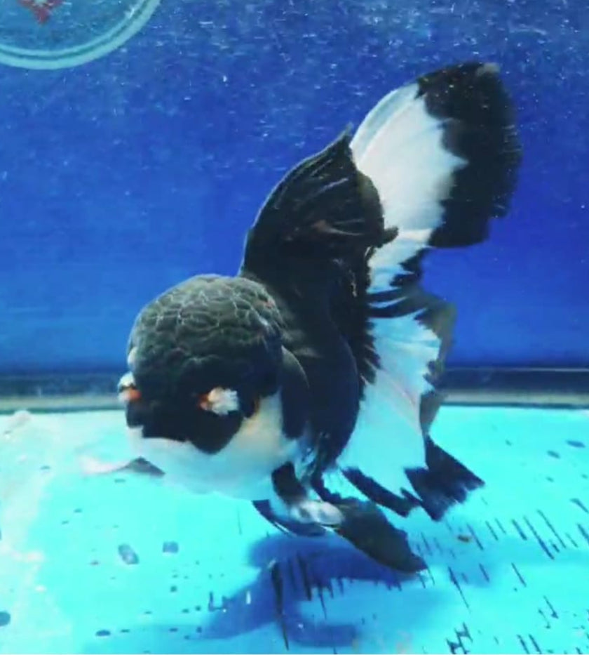 Premium Selected Thai Panda Oranda Tri Color Oranda | coastgemusa.com ...