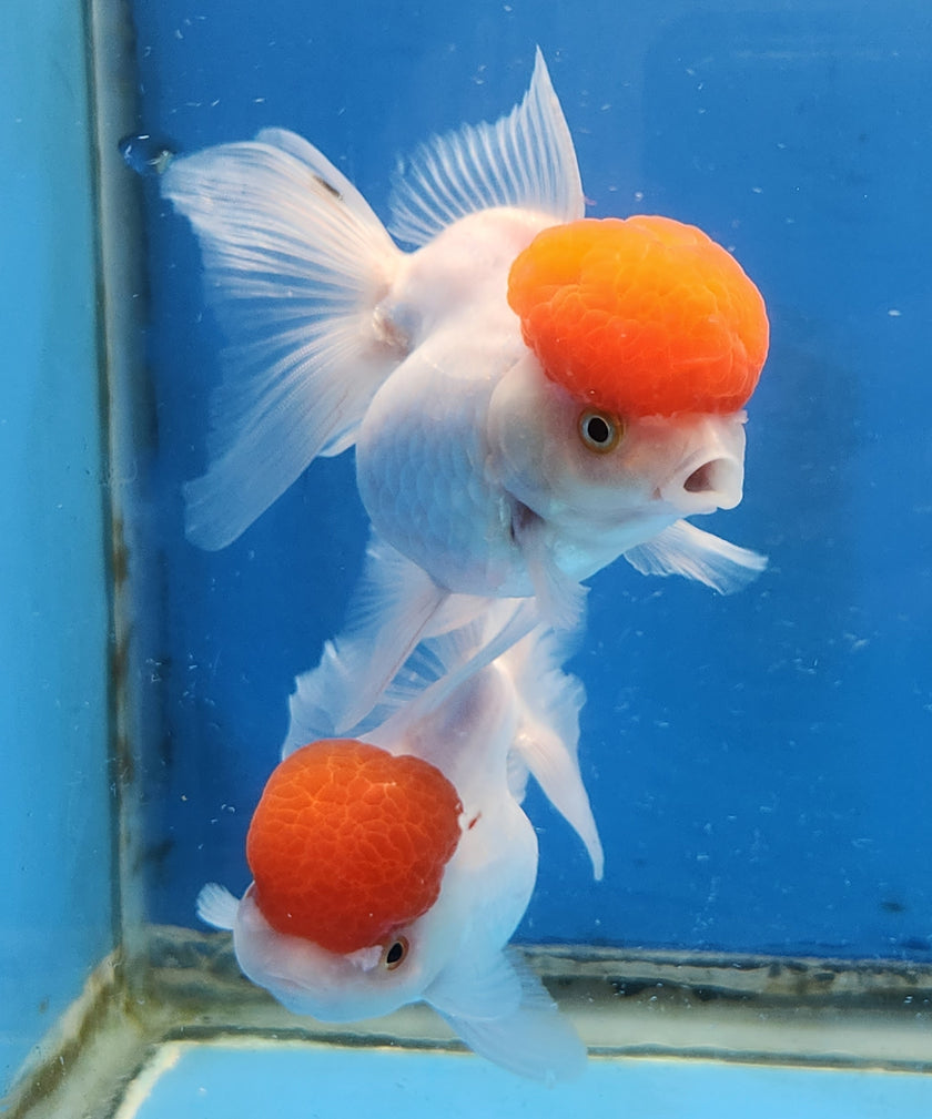 LIVE AQUARIUM GOLDFISH ORANDA SMALL BREED OUR CHOICE — Coast Gem USA