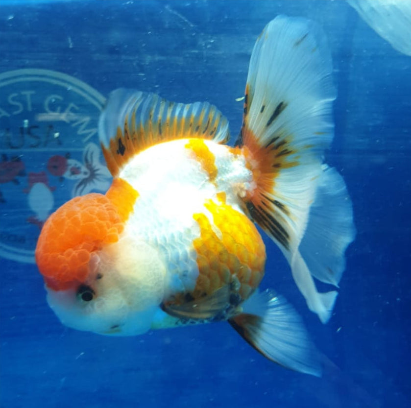 Premium Selected Thai Panda Oranda Tri Color Oranda | coastgemusa.com ...
