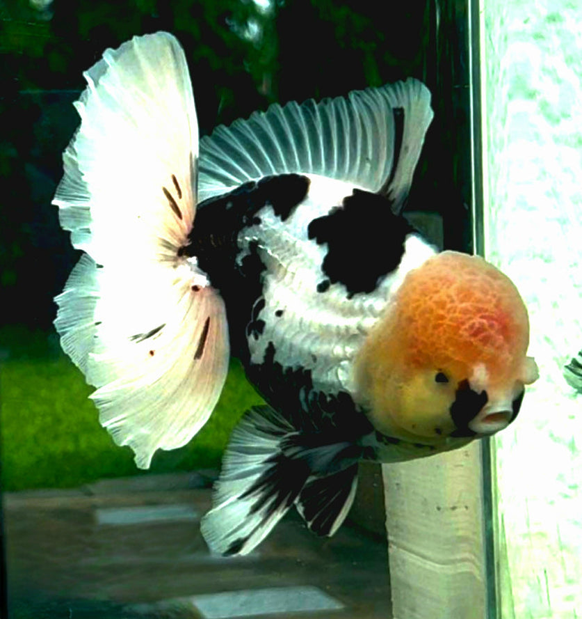 Premium Selected Thai Panda Oranda Tri Color Oranda | coastgemusa.com ...