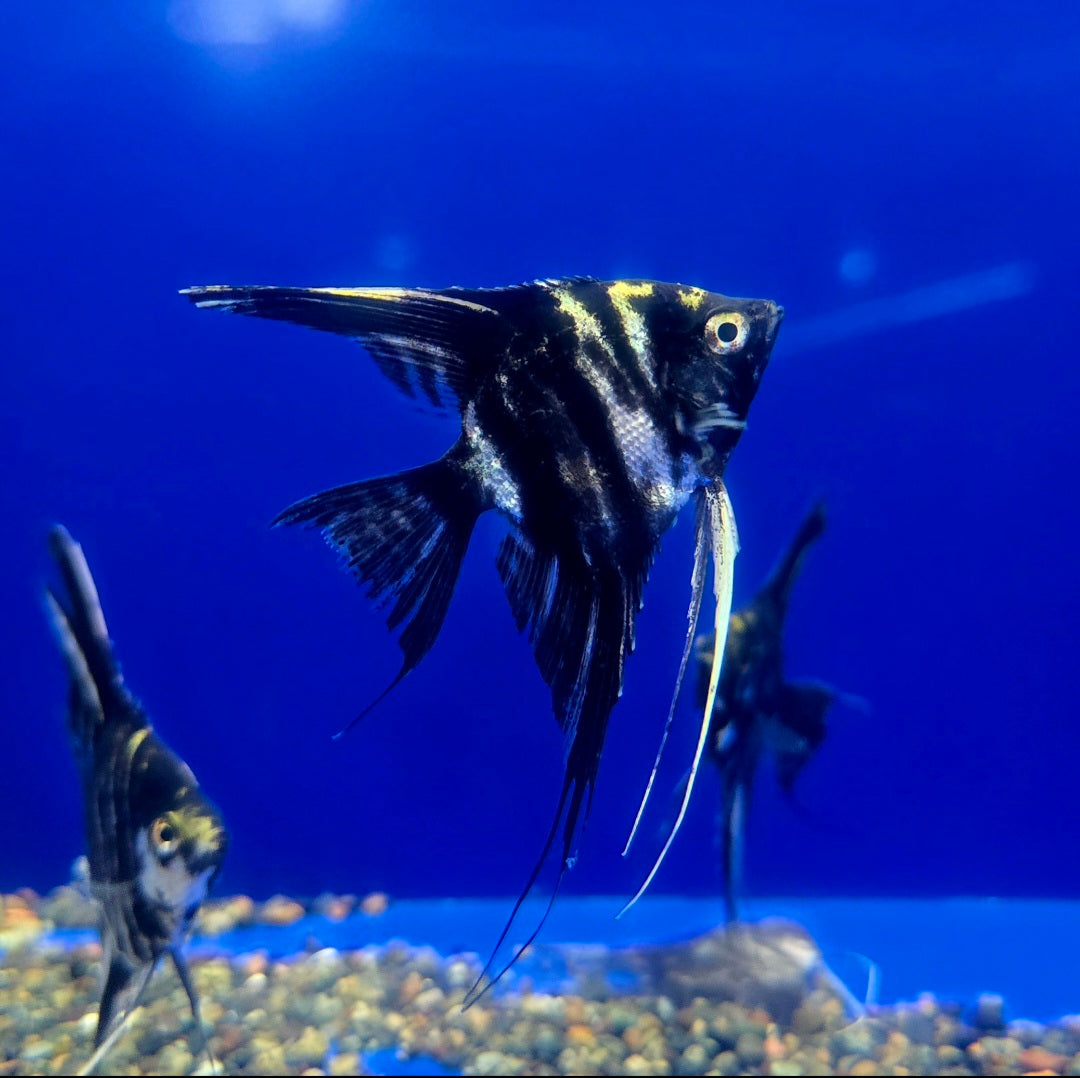 Live Freshwater Aquarium Black Marble Angelfish Medium — Coast Gem USA