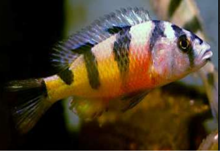 Hertae Hap Cichlid (Protomelas Sp. Hertae) | Cichlid | Aquarium Tank ...