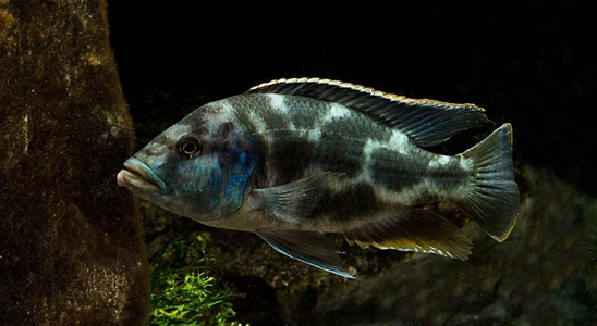 Live African Cichlid Livingstoni Cichlid (Nimbochromis livingstonii)(C ...