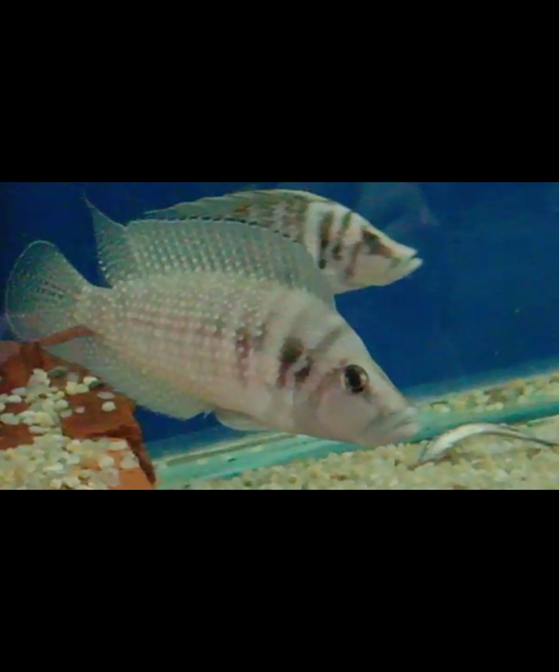 Altolamprologus Calvus Chaitika White 2.00" (CHD-161) — Coast Gem USA