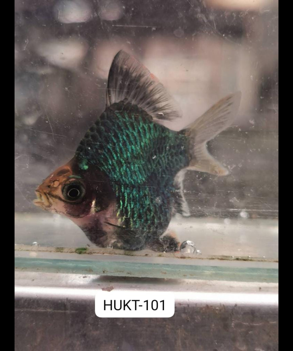 (HUKT-101)Short Body Green Tiger Barb — Coast Gem USA