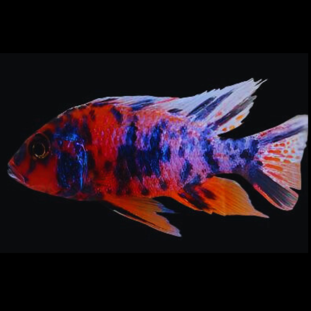 Live Freshwater Aquarium Super Red OB Peacock African Cichlid ...