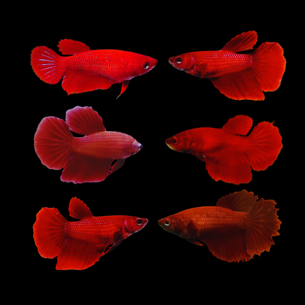 Female Betta Fish Super Red Halfmoon For Sale | 100% Live Arrival ...