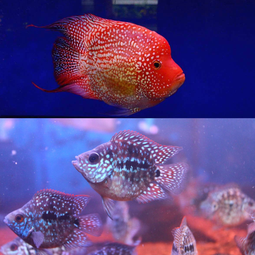 Live Fish American Cichlid SHORT BODY SUPER RED TEXAS Fry 1.00-2.00 in ...