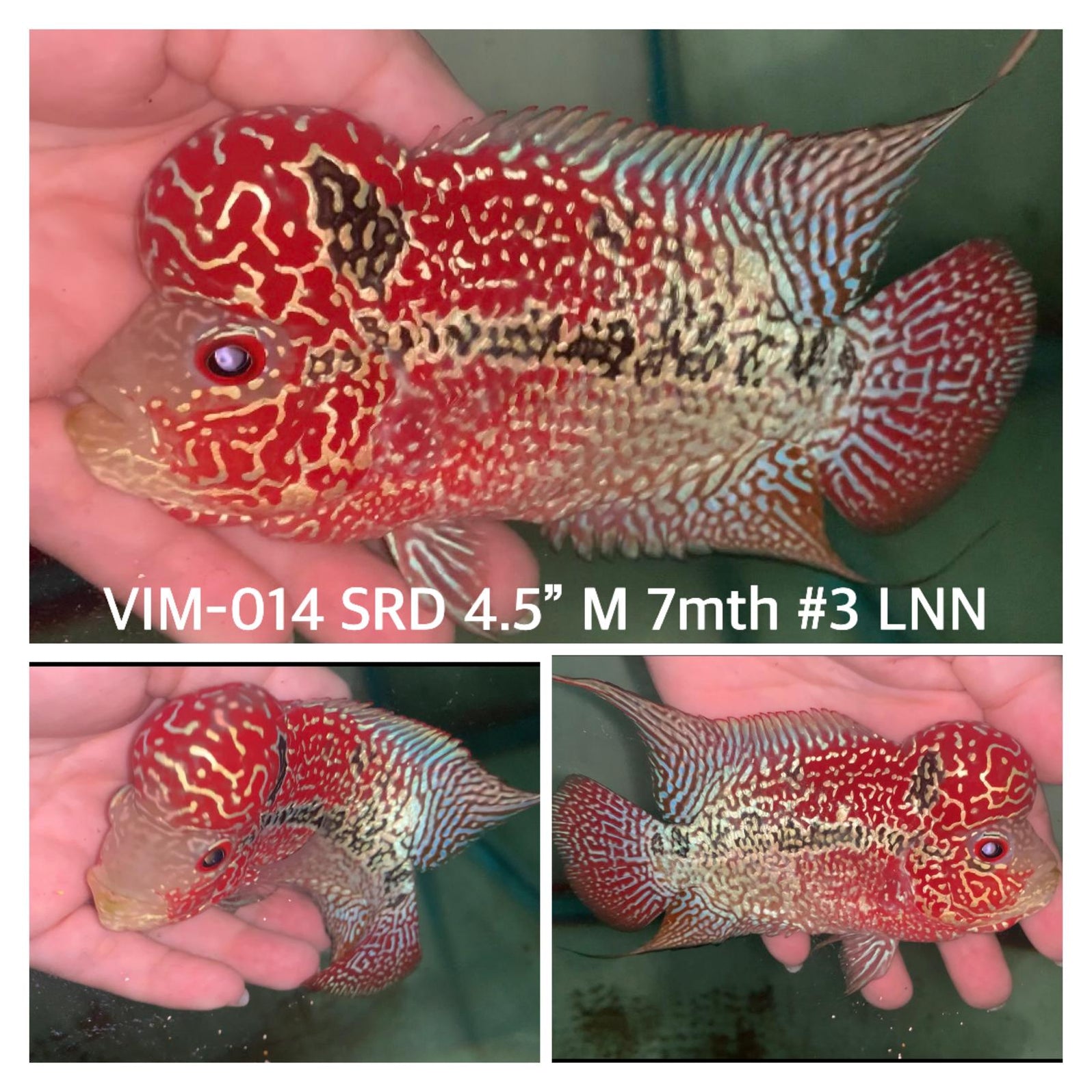 (VIM-014) SUPER RED KING KAMFA FLOWERHORN 4.5"INCH — Coast Gem USA