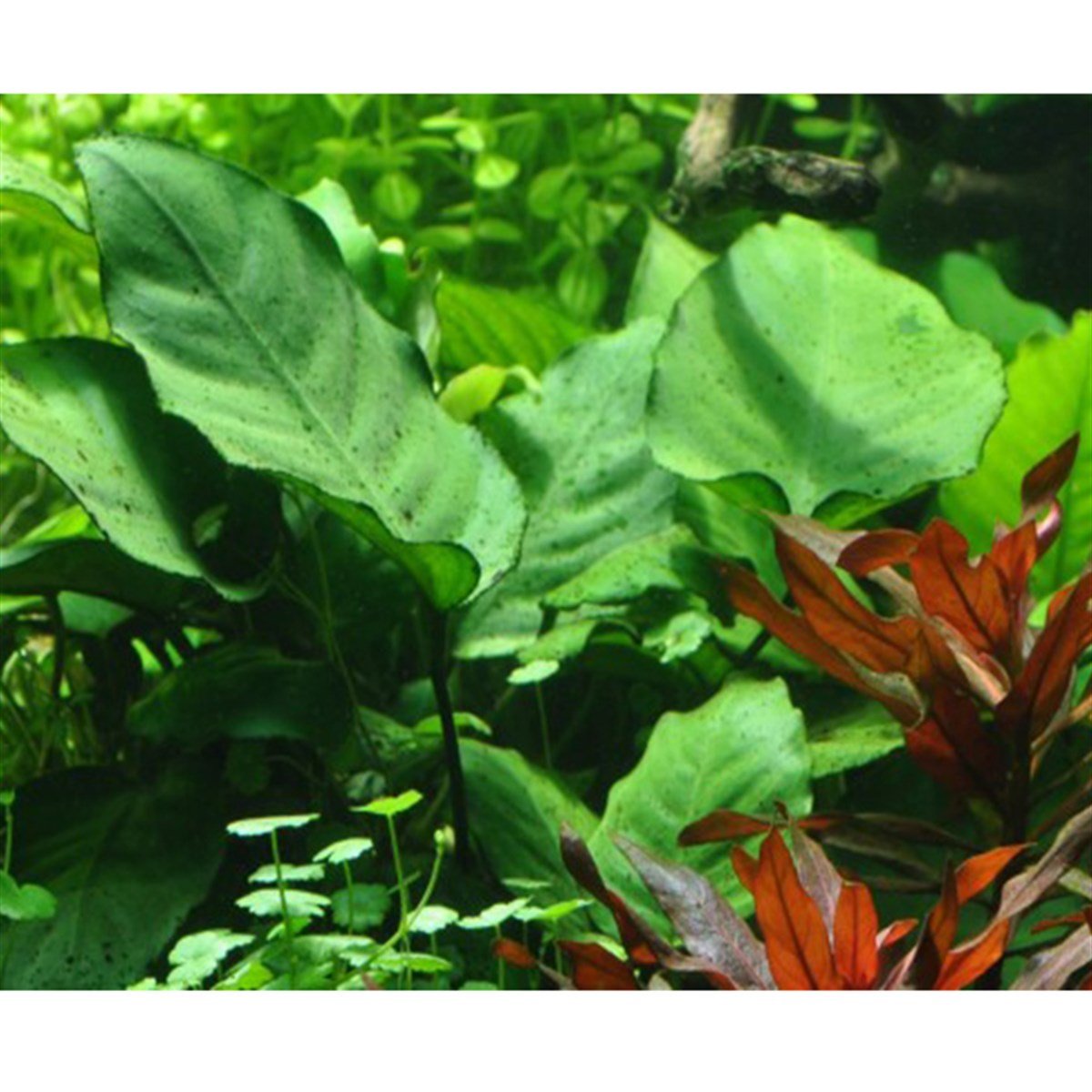 Anubias barteri 'broad leaf' | Aquarium Plants | Planted Tank — Coast ...