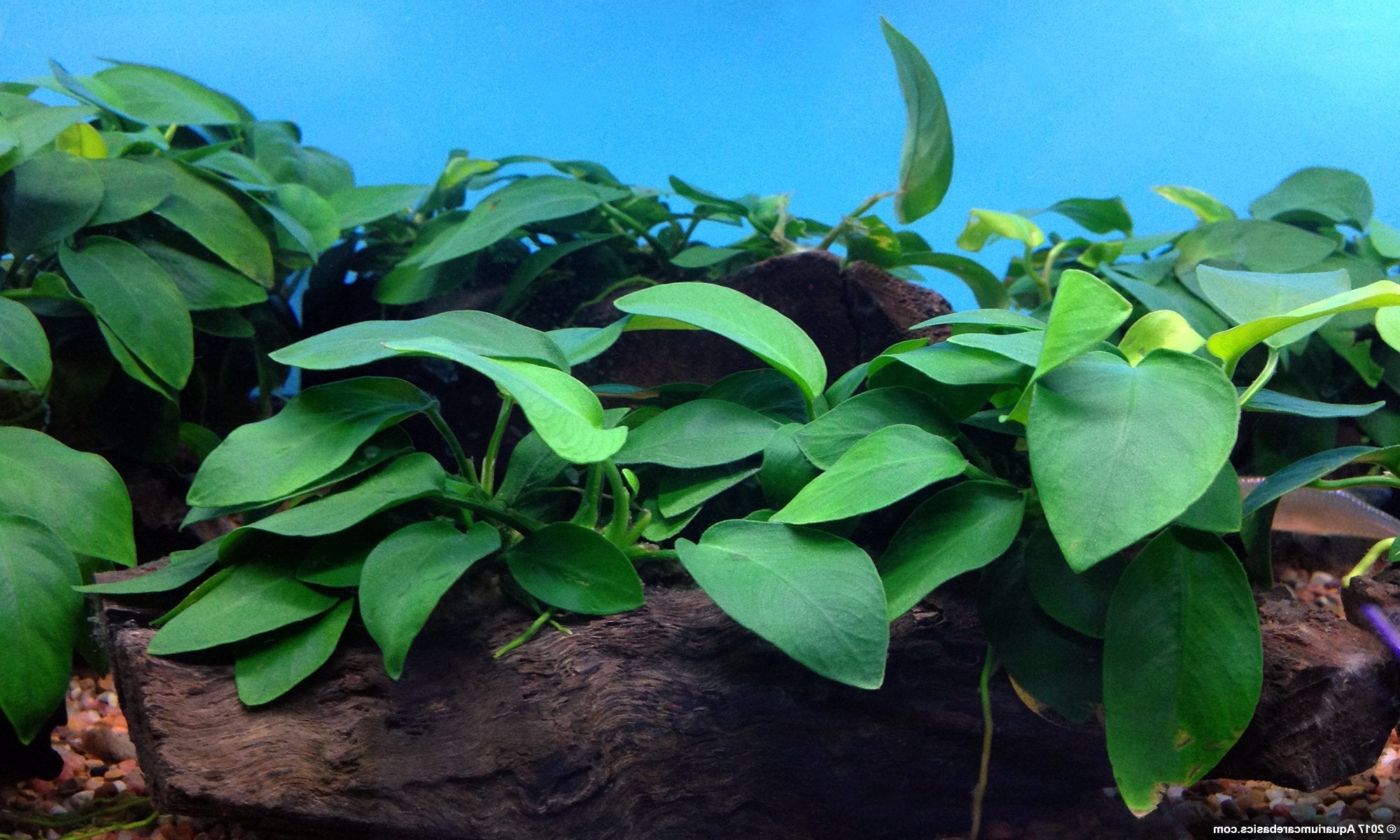 Anubias barteri 'broad leaf' | Aquarium Plants | Planted Tank — Coast ...