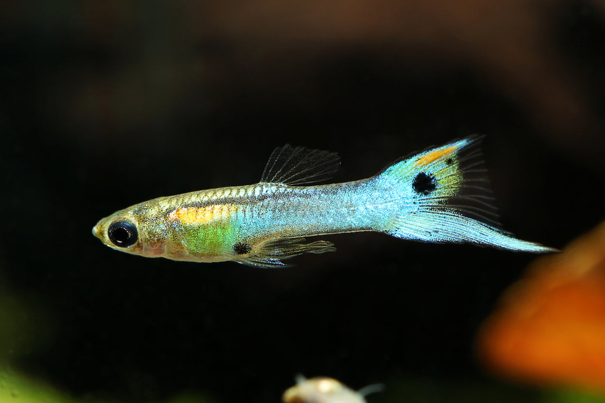 Thai Blue Endler Guppy MALE (5 Fish Pack)(CGP-000) — Coast Gem USA