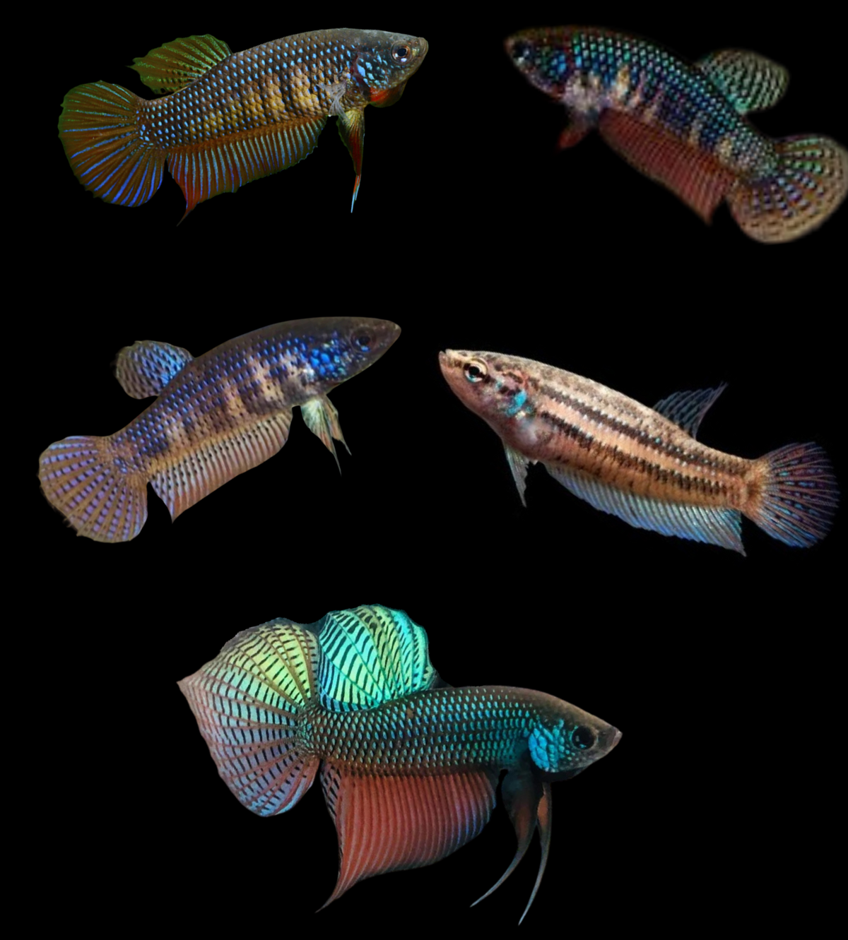Live Female Betta Smaragdina Blue or Green For Sale Online — Coast Gem USA