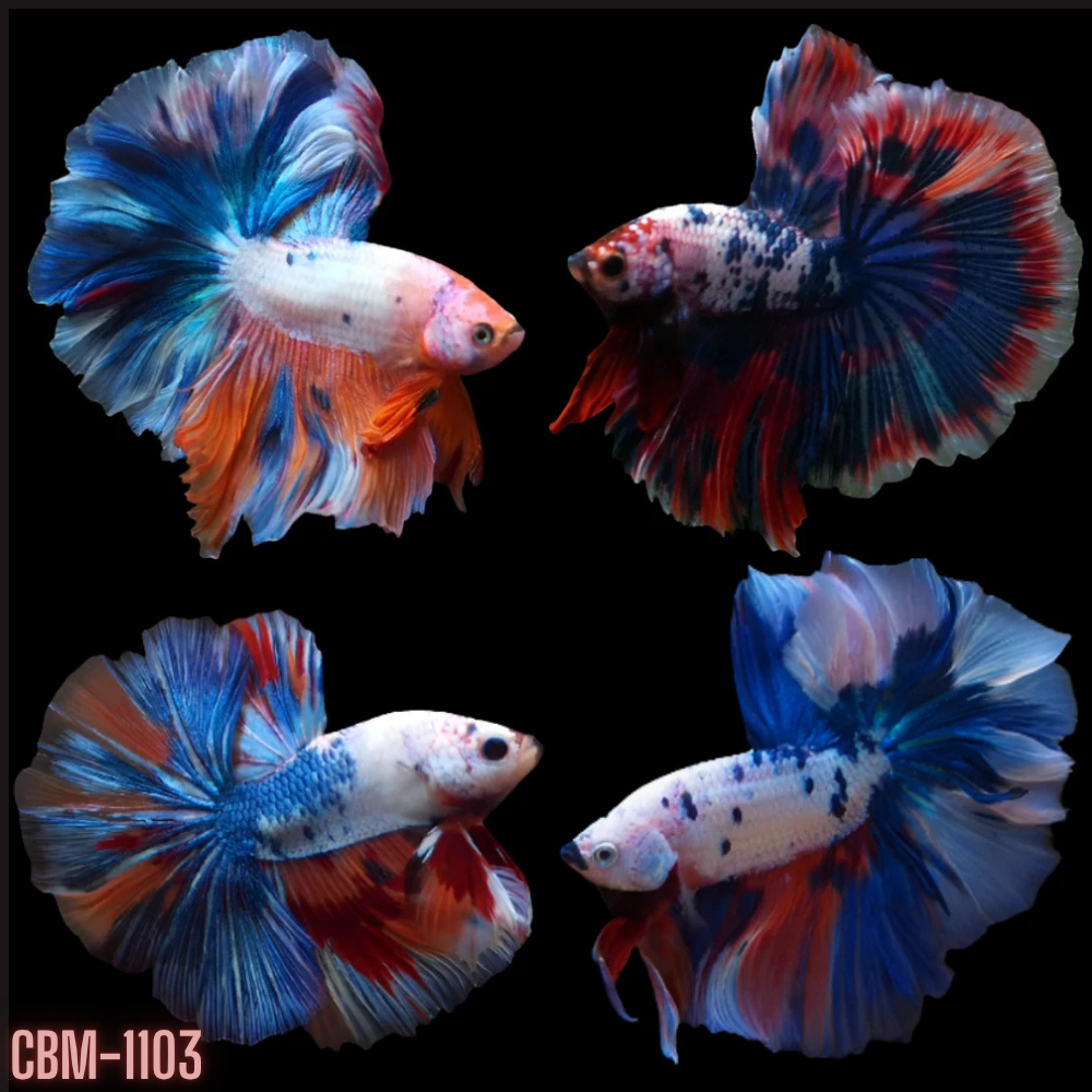 Male Betta Fish (betta splendens) | Tri-color Marble Over Halfmoon ...
