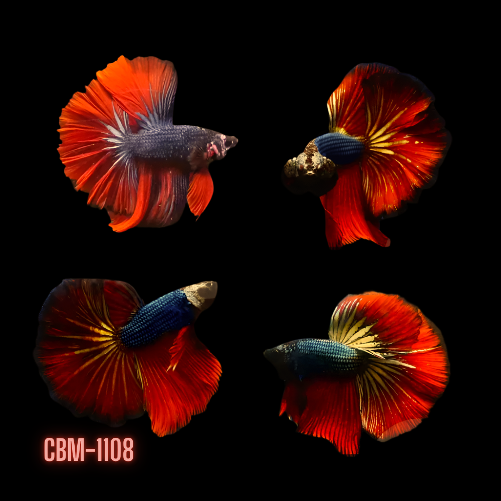 Male Betta Fish | Red Peacock Metallic Blue Scales Halfmoon — Coast Gem USA