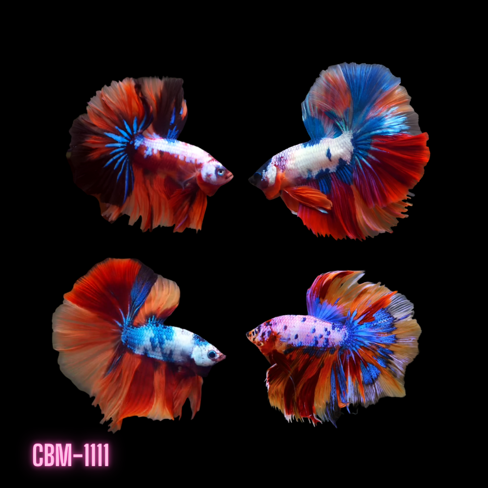 Betta Fish Tank | Marble Candy Halfmoon — Coast Gem USA