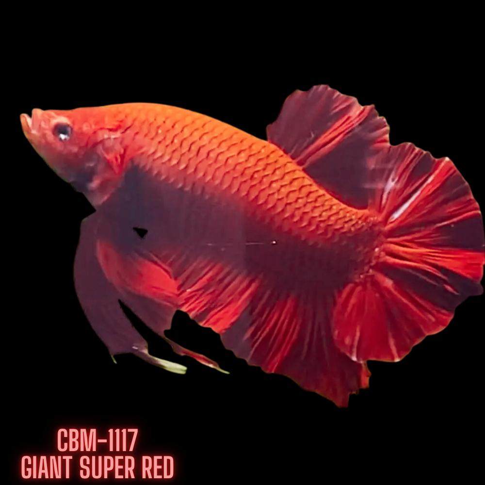 Male betta fish | Giant Super Red Plakat Male Betta online — Coast Gem USA