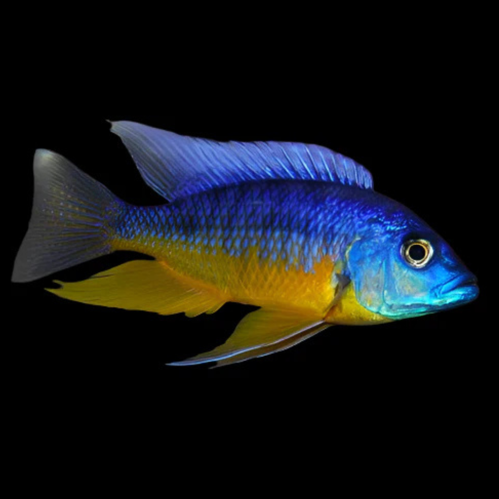Insignus Cichlid (Protomelas sp. "spilonotus tanzania") | Cichlid ...
