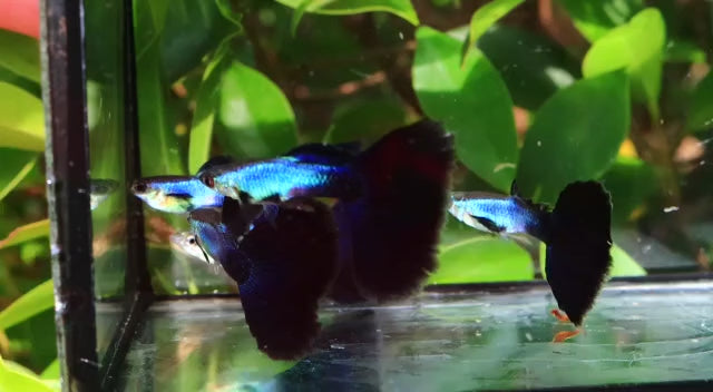 Show Grade Fancy Guppy Fish For Sale | Coast Gem USA