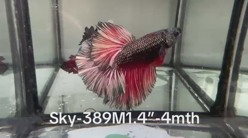 Live Male Betta Fancy Copper Red Halfmoon (Sky-389)High quality what y ...