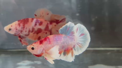 Live Male Betta Fancy Koi Dumbo big ear Plakat (TNK-979) High quality ...