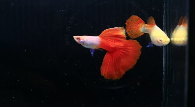 Show Grade Fancy Guppy Fish For Sale | Coast Gem USA