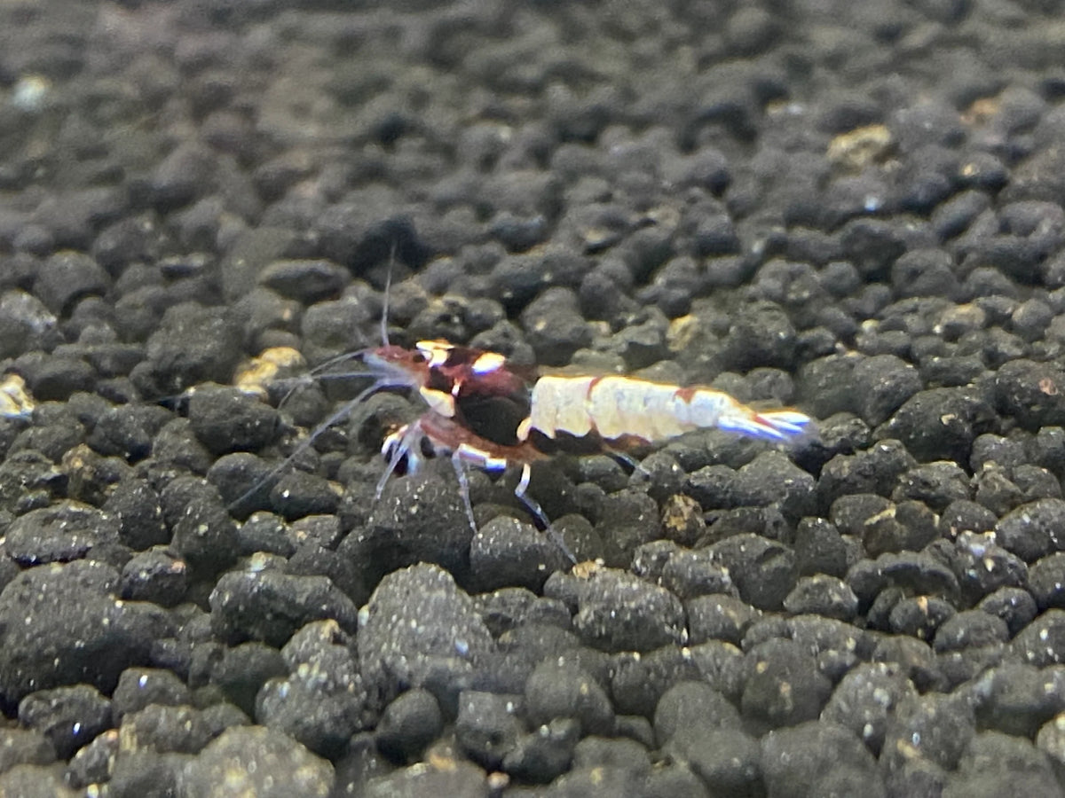 Live Freshwater Aquarium Shrimp Red Pinto (Caridina) — Coast Gem USA