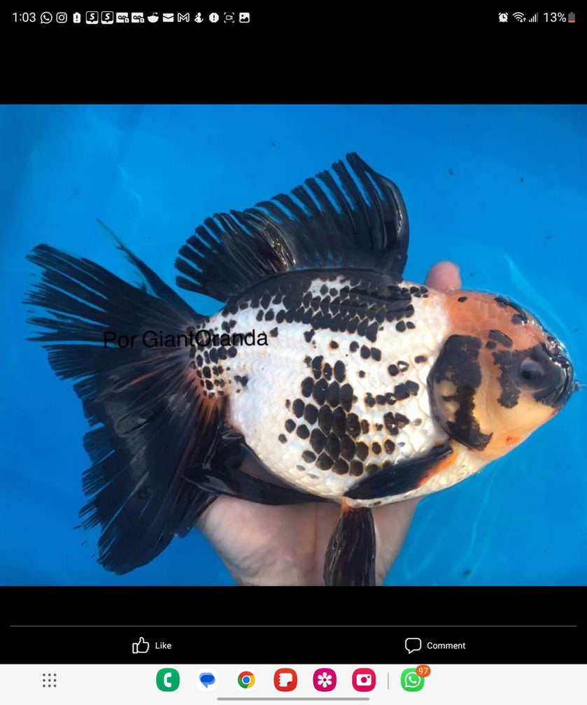 Premium Selected Thai Panda Oranda Tri Color Oranda | coastgemusa.com ...