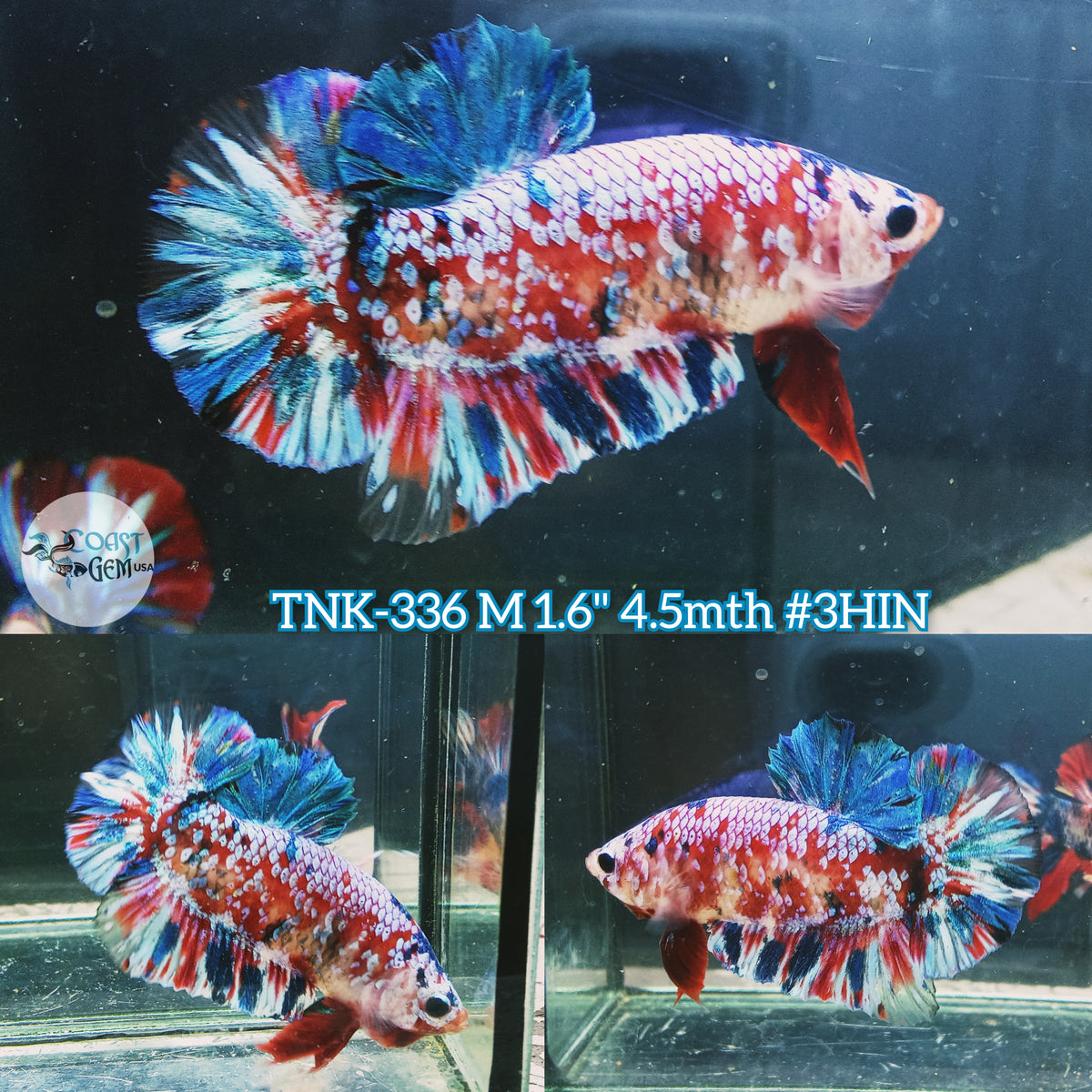 Live Male Betta Red Galaxy Stardust Plakad (TNK-336) High quality what ...