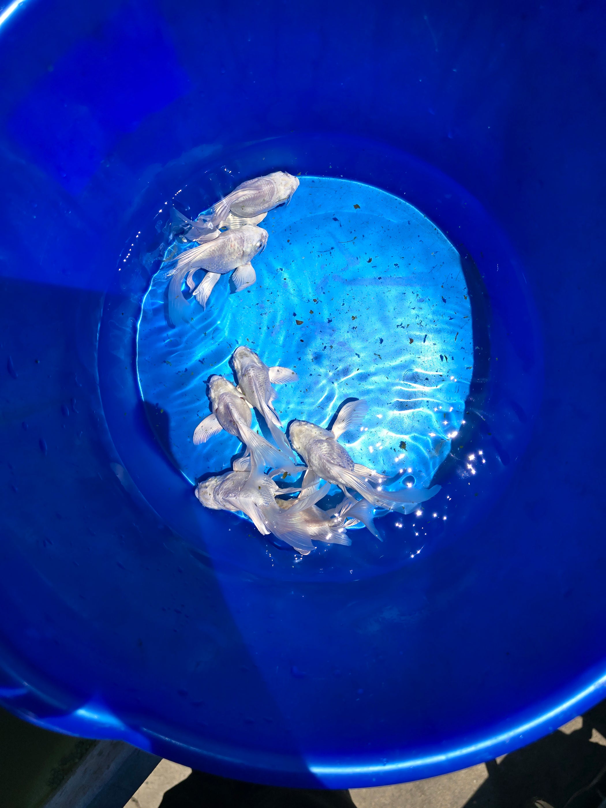 Short Body Platinum Butterfly Koi A grade 4-5 inch — Coast Gem USA