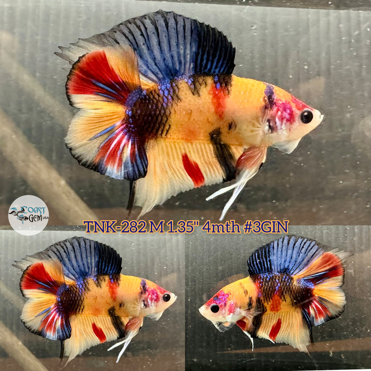 Live Male Betta Classic Nemo Doubletail Plakad (TNK-282) High quality — Coast Gem USA