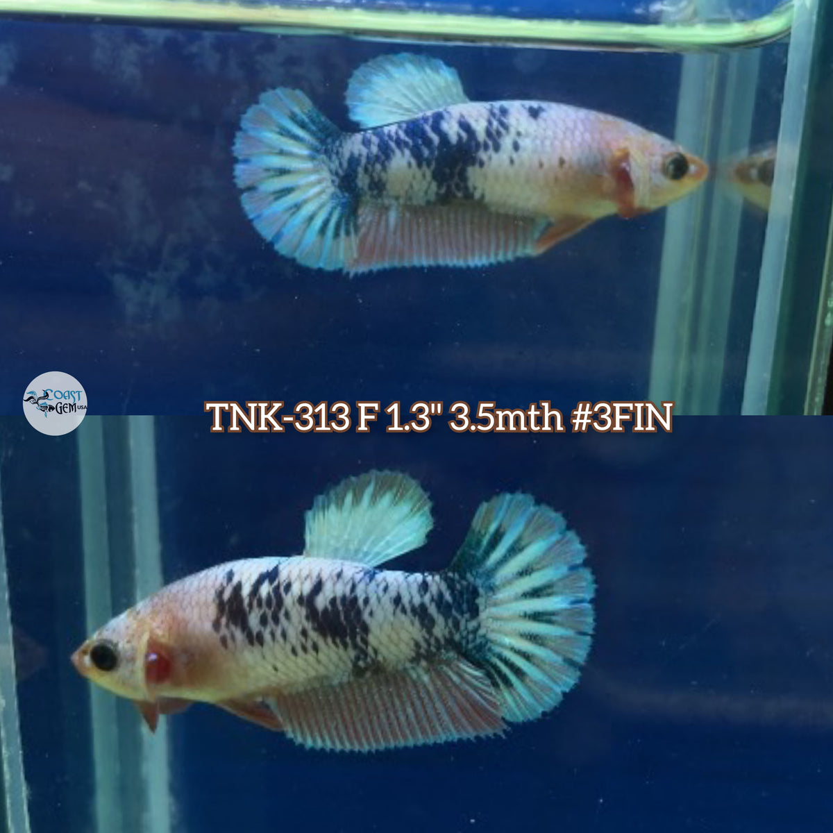 Live Female Betta Fancy Marble Plakad (TNK-313) S286 High quality what — Coast Gem USA