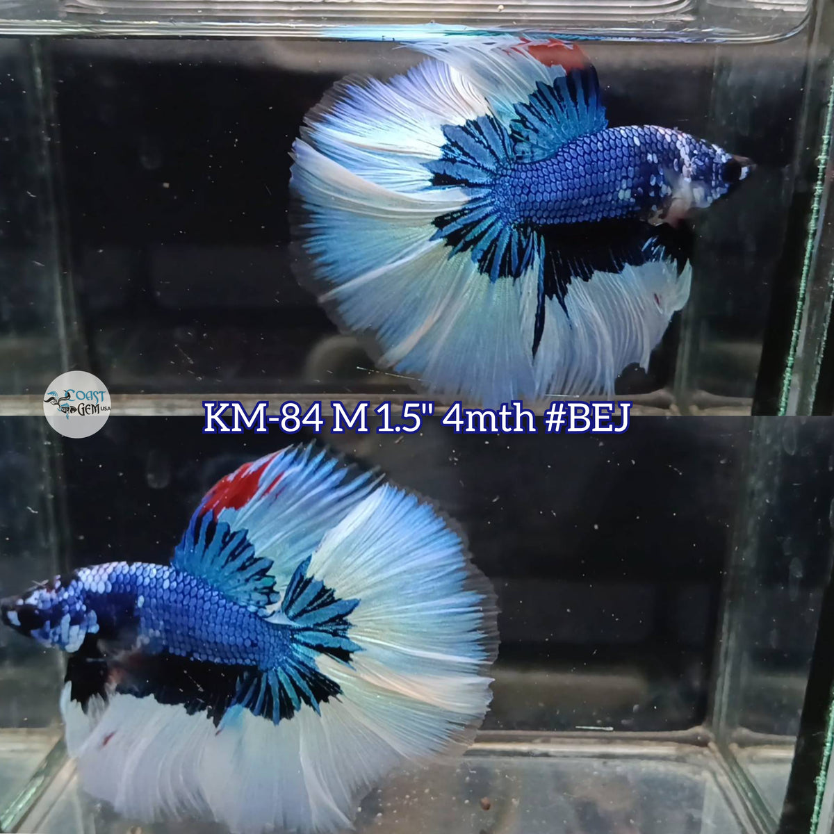 Live Male Betta Blue Butterfly Halfmoon (KM-84) High quality what you ...
