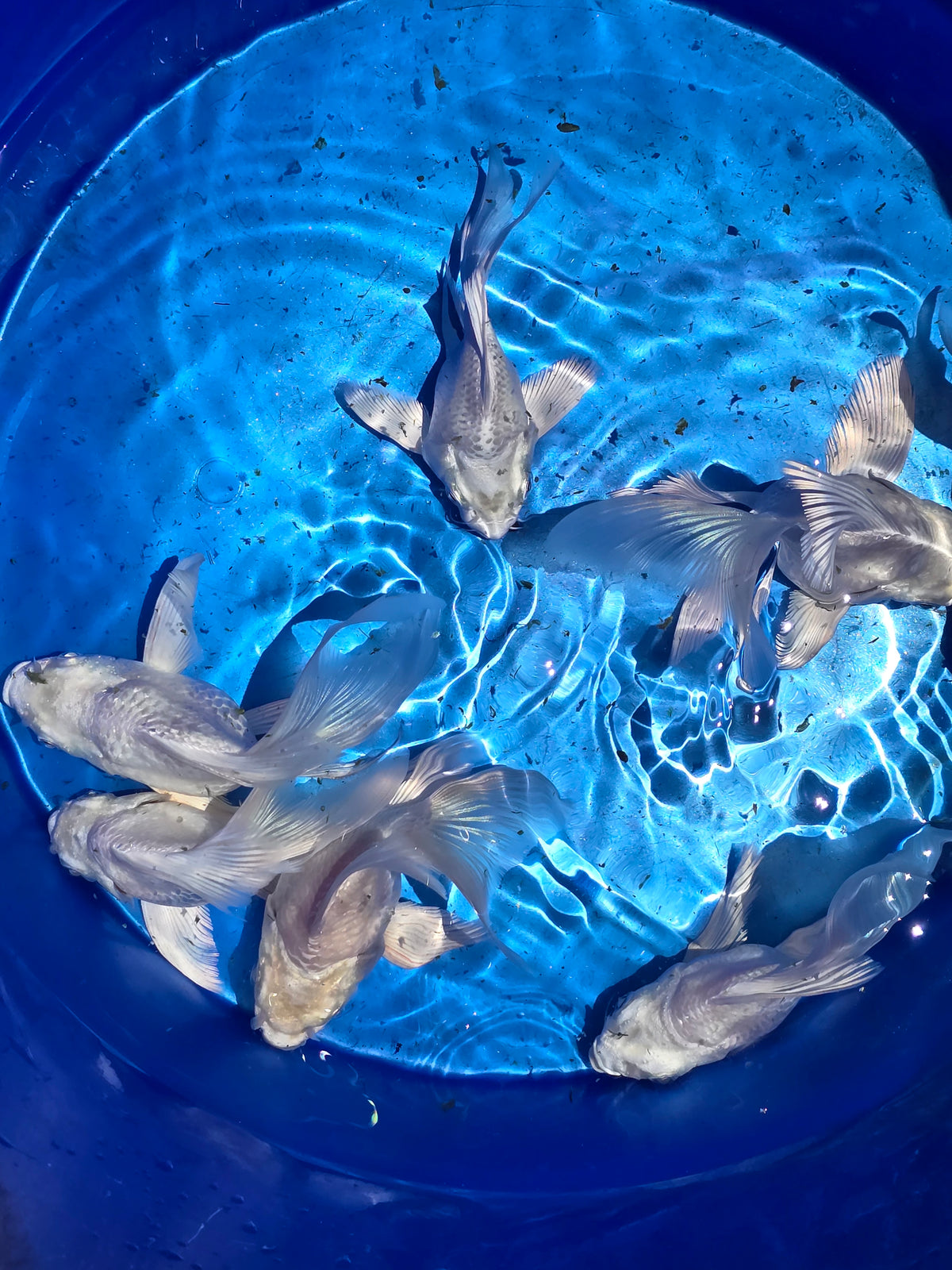 Short Body Platinum Butterfly Koi A grade 4-5 inch — Coast Gem USA