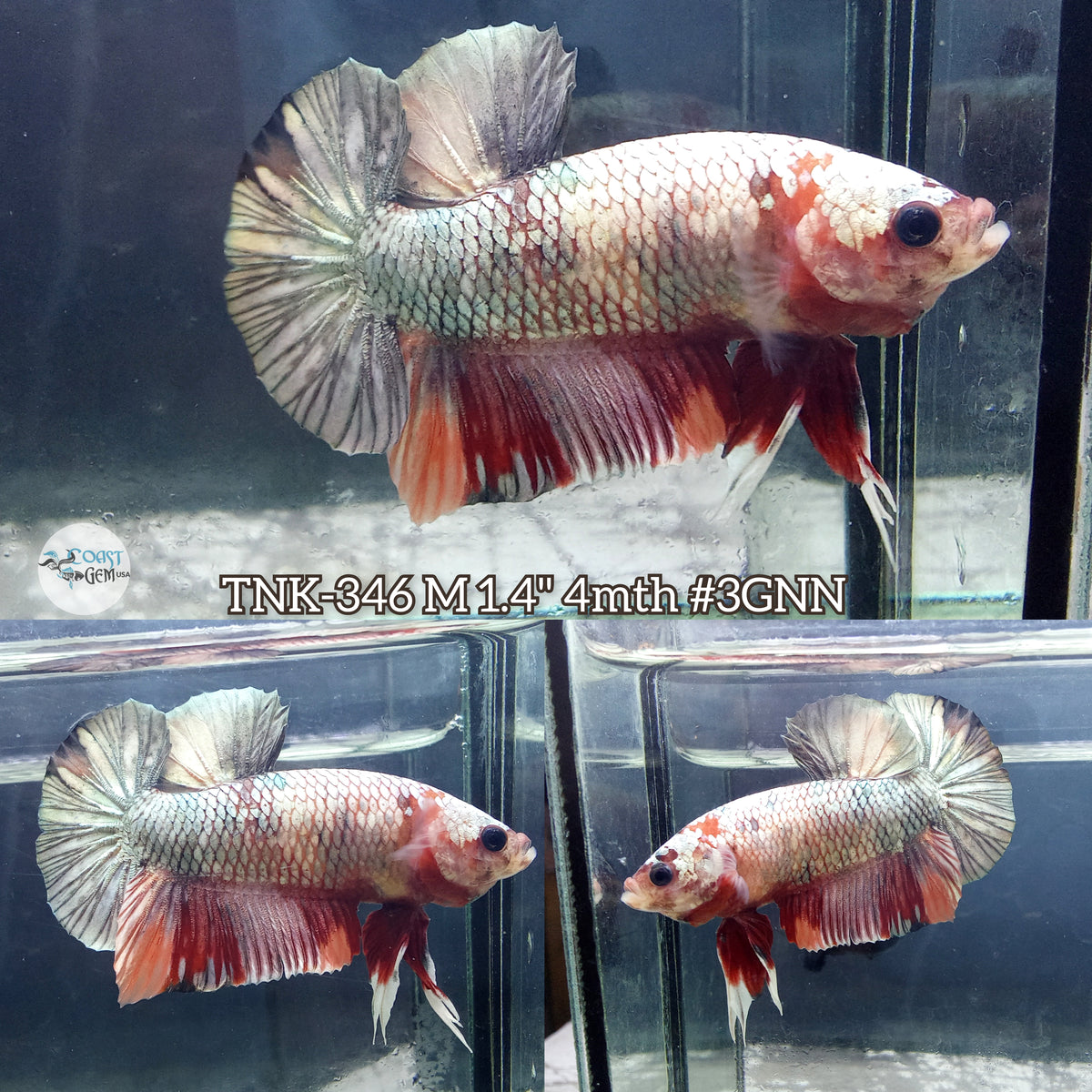 Live Male Betta Copper Nemo Plakad (TNK-346) S266 High quality what yo ...
